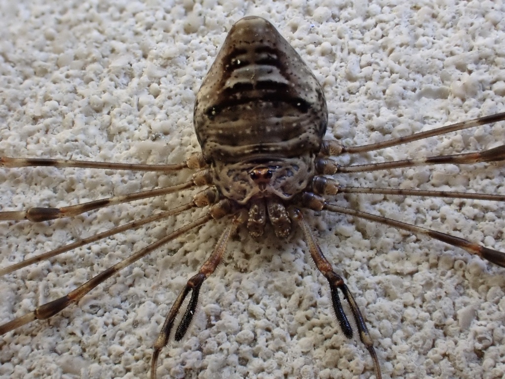 Fork-palped Harvestman in October 2023 by King Chan · iNaturalist