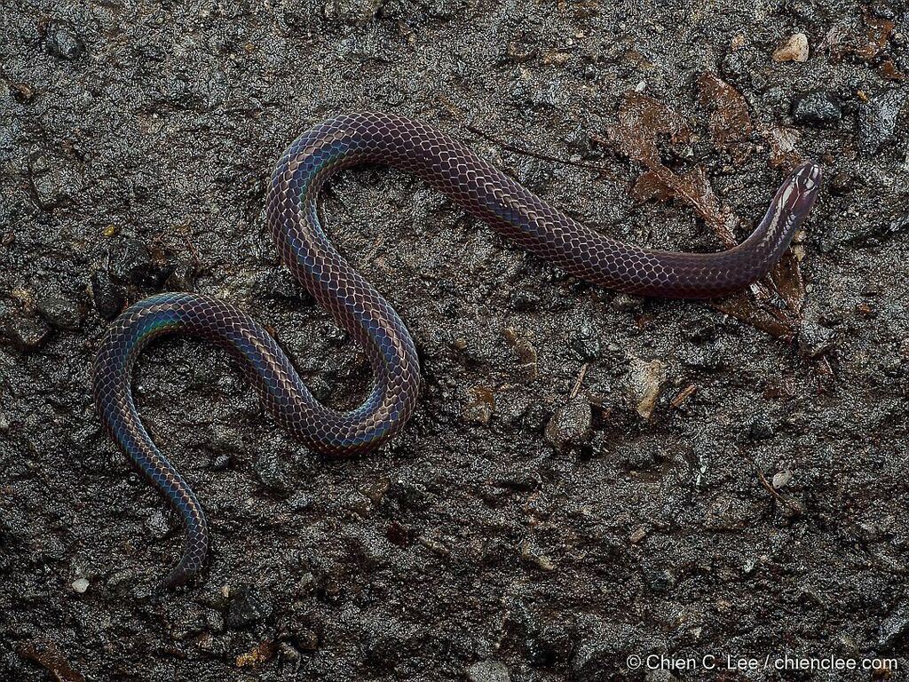 Schmidt's Reed Snake from Kinabalu Park, Ranau, Sabah, Malaysia on ...