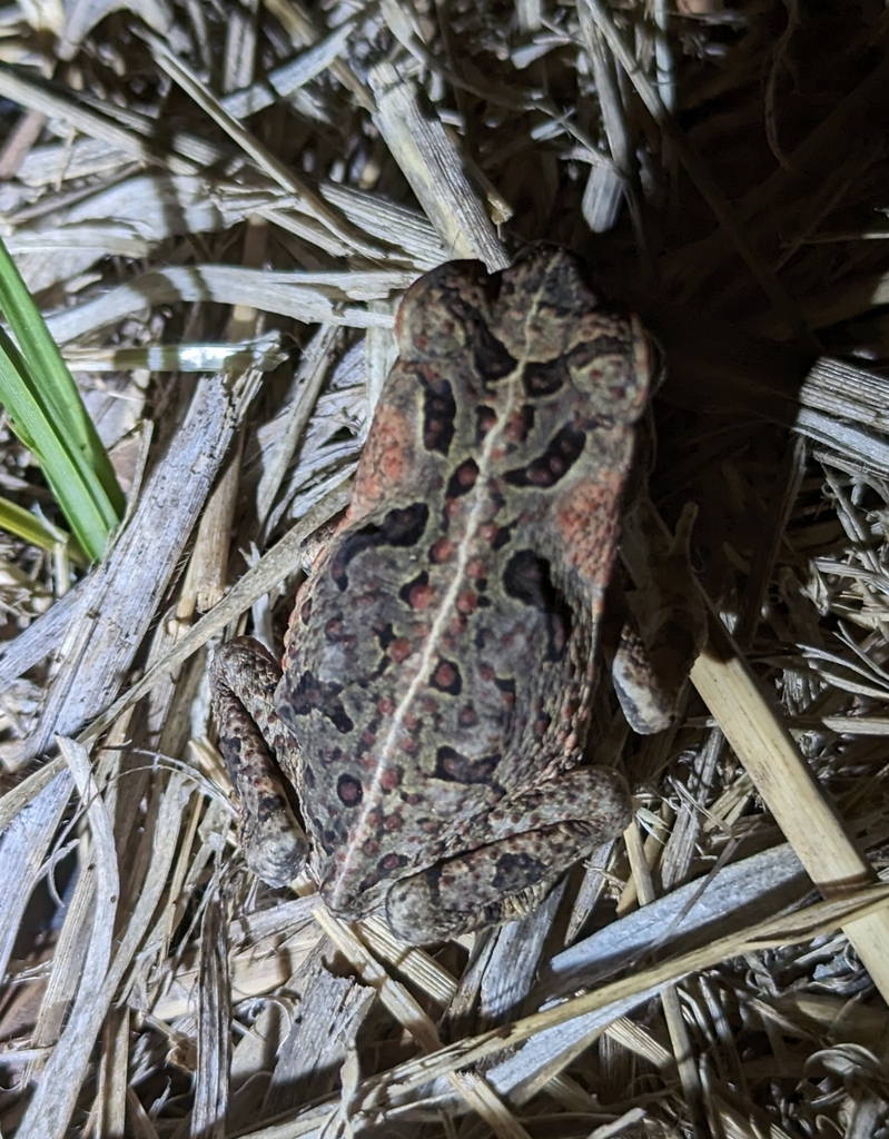 Cane Toad from Greenbank QLD 4124, Australia on October 14, 2023 at 08: ...