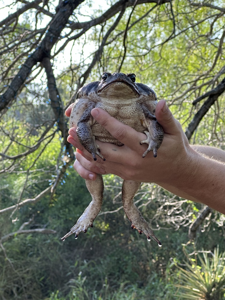 Giant Toad from Old Orchard Rd, McAllen, TX, US on October 13, 2023 at ...