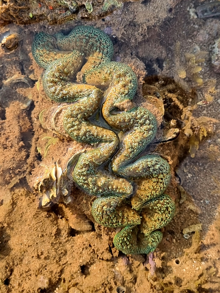 Noah's Giant Clam from Port Hedland, WA, Australia on October 14, 2023 ...