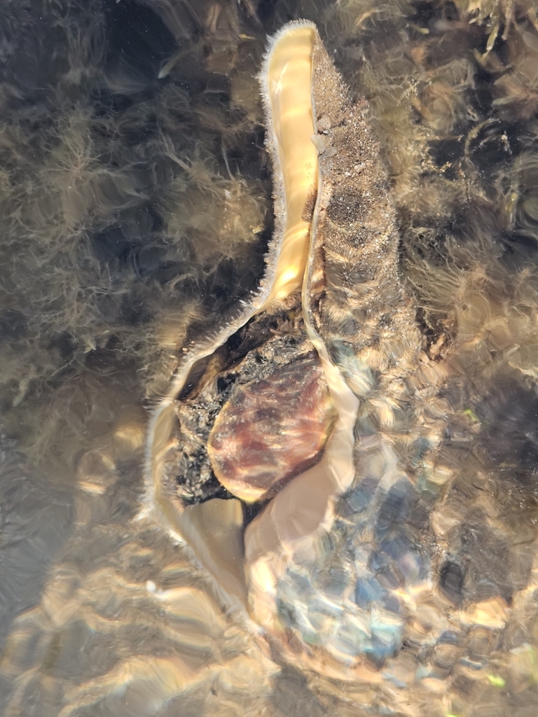 Australian Trumpet from Port Hedland, WA, Australia on October 14, 2023 ...