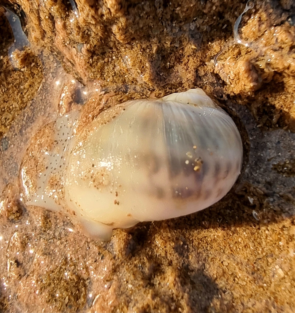 Spotted Sand Shell from Port Hedland, WA, Australia on October 14, 2023 ...