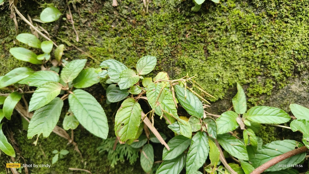 Paraboea swinhoei from 943台灣屏東縣獅子鄉 on October 14, 2023 at 11:56 AM by ...