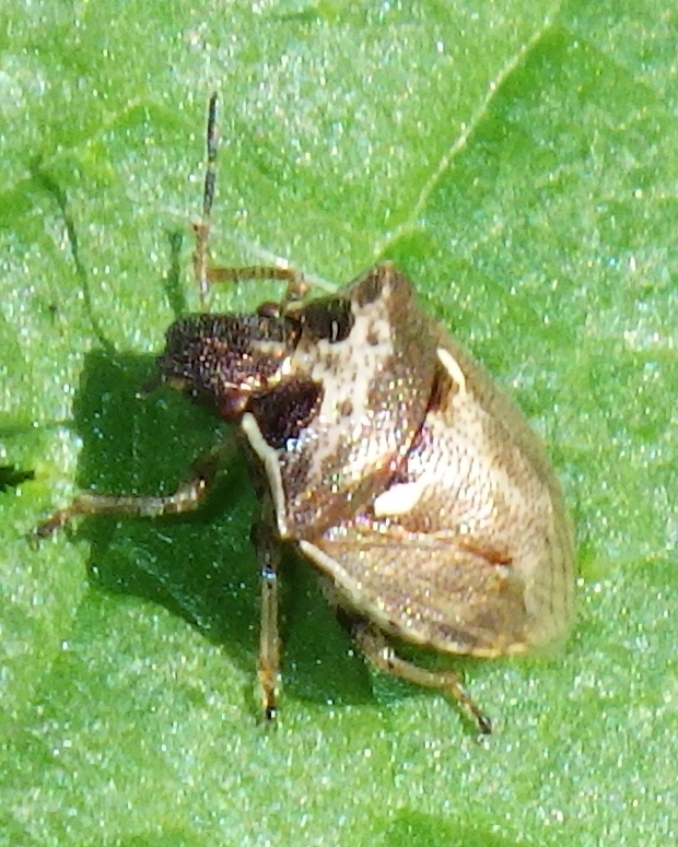 New Forest shieldbug from Dreibrunnenbach,Riegersburg,, Österreich on ...