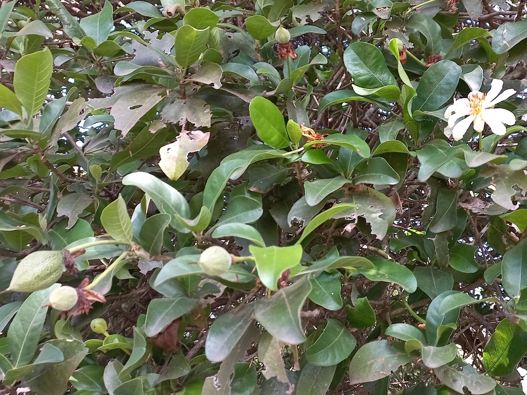 African Dogrose from Caversham Glen, Pinetown, 3610, South Africa on ...