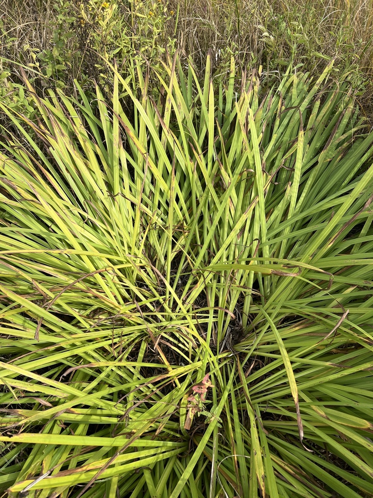 American Sweet-Flag from Jordan, MN, US on September 27, 2023 at 02:30 ...