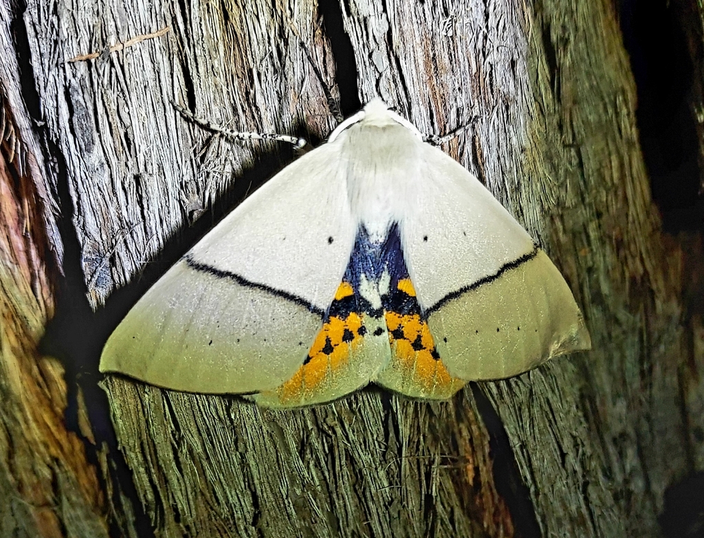 Fallen Bark Looper from Steiglitz VIC 3331, Australia on October 14 ...