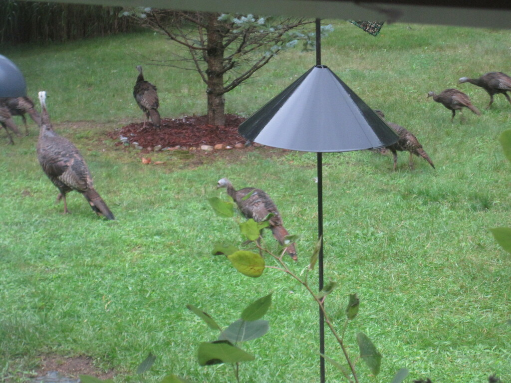 Wild Turkey from Nottawa, MI, USA on August 14, 2023 at 06:17 PM by ...