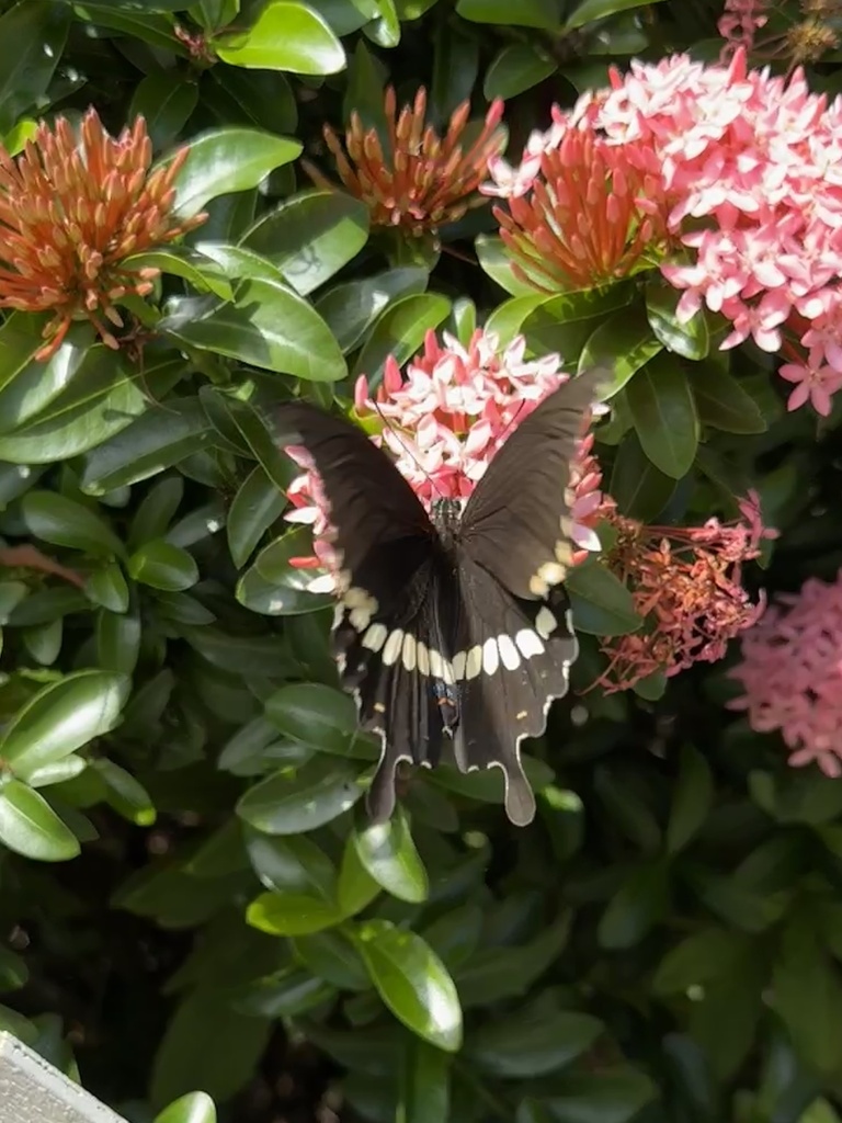 Common Mormon Swallowtail from Lamma Island, HK on October 14, 2023 at ...