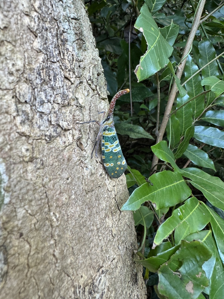 Litchi Lantern Bug from Lamma Island, Lamma Island, New Territories, HK ...