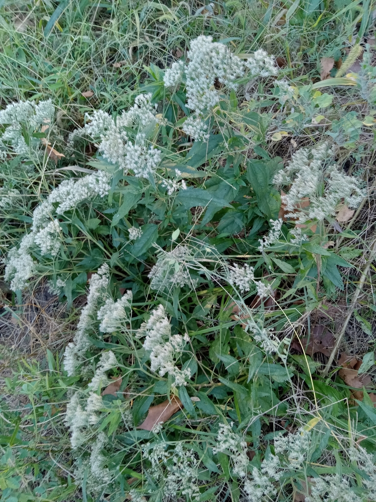 late boneset from Jackson County, US-MO, US on October 9, 2023 at 05:56 ...