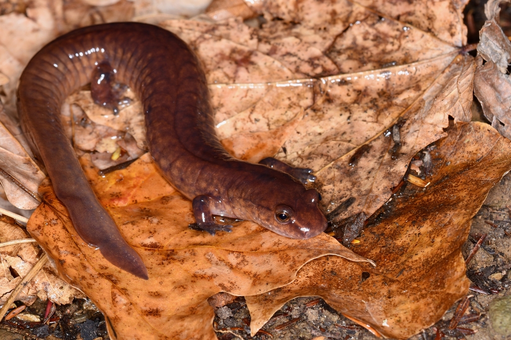 Northern Spring Salamander from Bromont, QC, Canada on October 13, 2023 ...