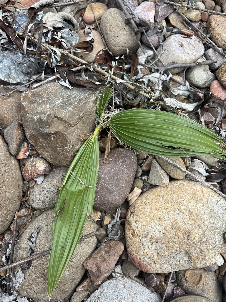 Mexican Fan Palm from Switzer Canyon Openspace, San Diego, CA, US on ...