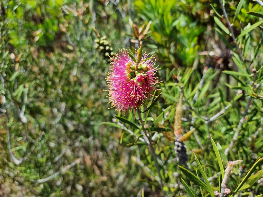 Melaleuca rugulosa from Table Mountain (Nature Reserve), Cape Town ...