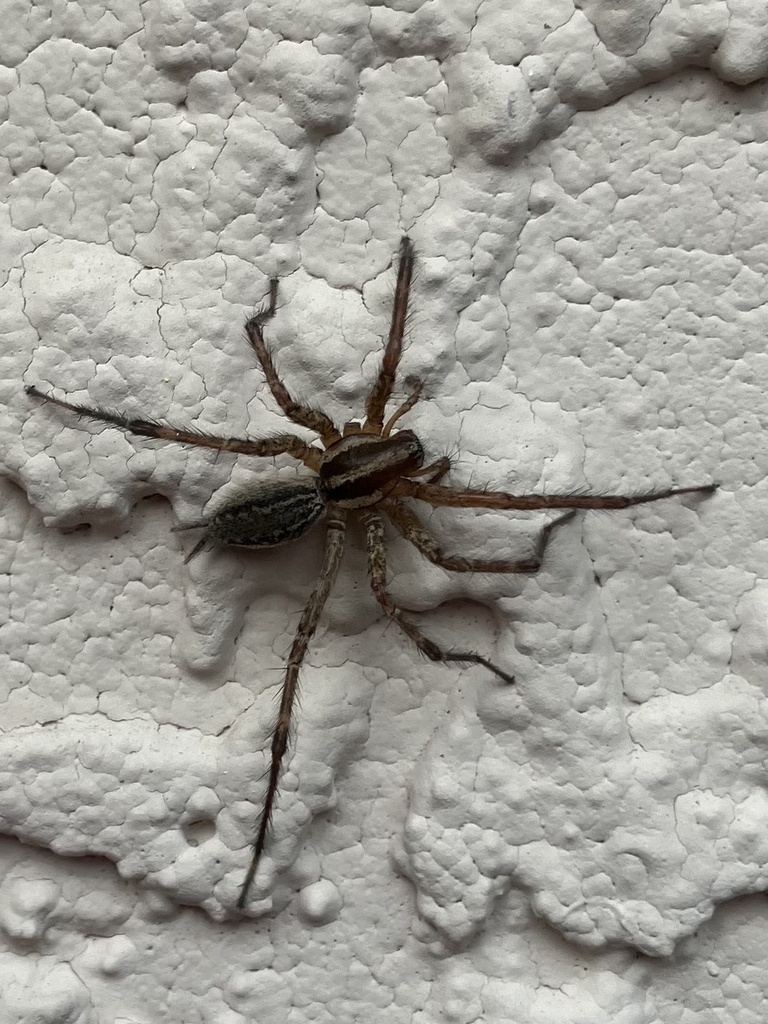 Grass Spiders from Roche Dr, Columbus, OH, US on October 14, 2023 at 08 ...