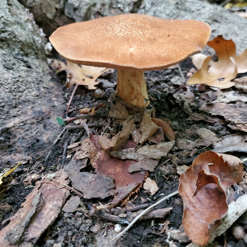 Rooting Polypore from Fort Wayne, IN 46808, USA on October 8, 2023 at ...