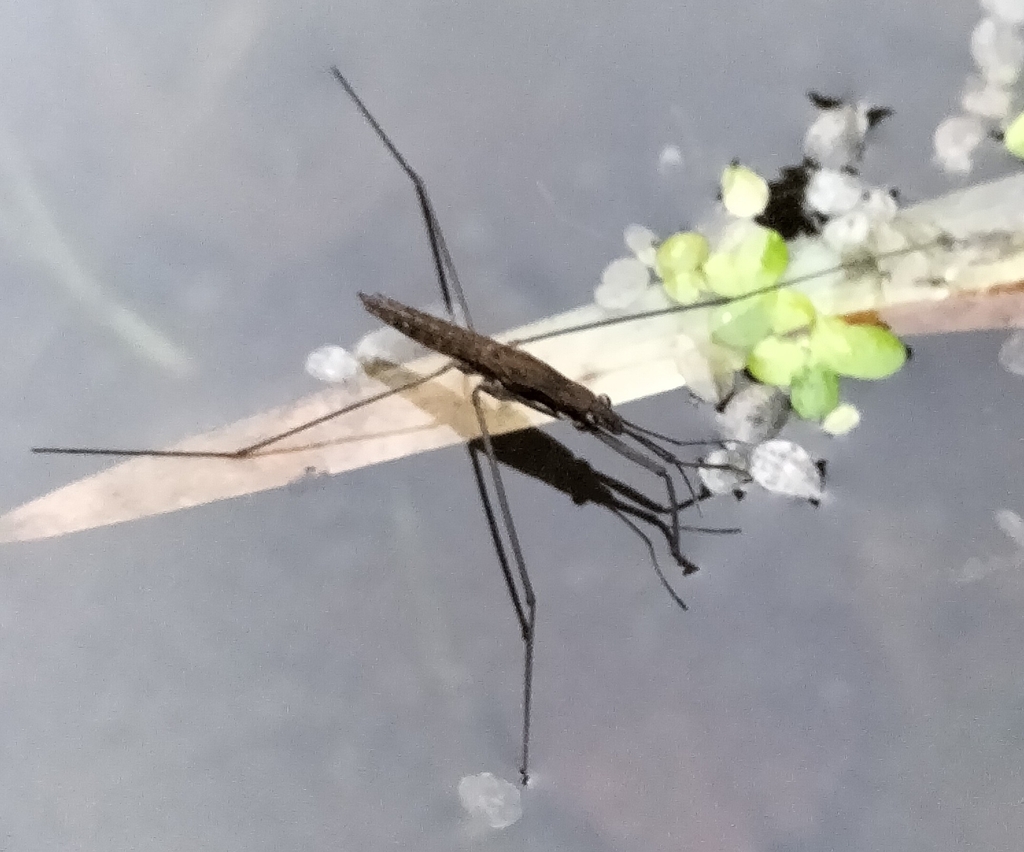 River Skater from 56011 Calci PI, Italia on October 14, 2023 at 05:52 ...