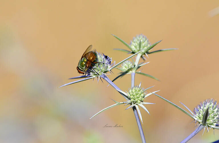 Rhyncomya from Ήπειρος, Ελλάδα on October 7, 2023 at 11:11 AM by Lucas ...