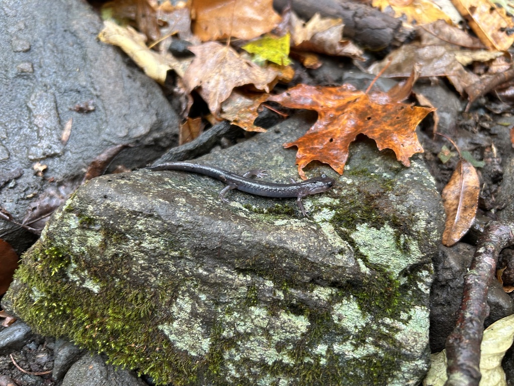 Northern Gray-cheeked Salamander in October 2023 by Christopher Stewart ...