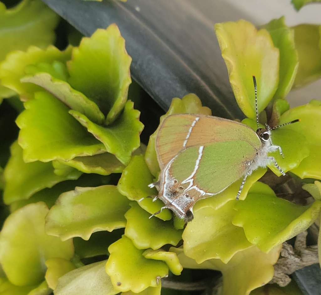 Callophrys xami xami from 62100 Cuernavaca, Mor., México on October 14 ...