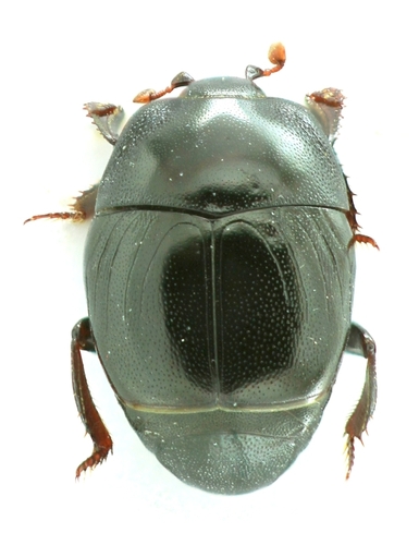 Subspecies Saprinus tenuistrius sparsutus · iNaturalist