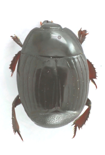 Margarinotus ruficornis · NaturaLista Colombia