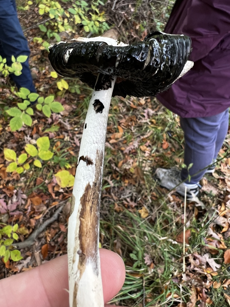 inky caps from North Central State College, Mansfield, OH, US on ...