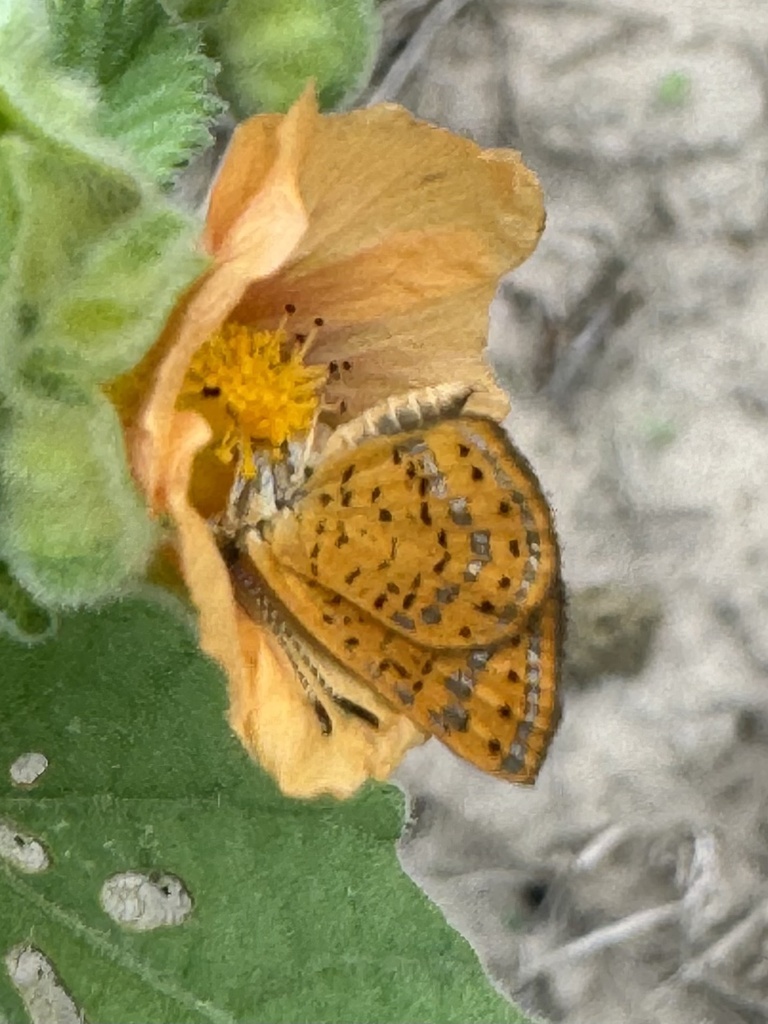 Rounded Metalmark from Raymondville, TX, US on October 14, 2023 at 12: ...