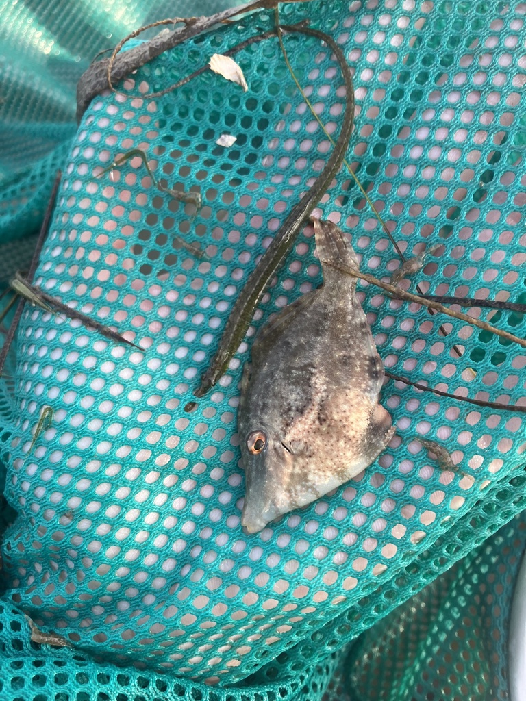Fringed Filefish from Tampa Bay, Saint Petersburg, FL, US on October 13 ...