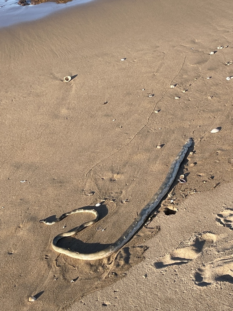 Spectacled Sea Snake from South Pacific Ocean, Agnes Water, QLD, AU on ...