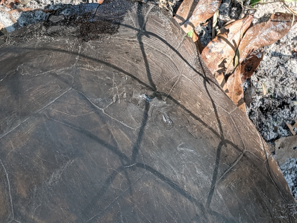 Gopher Tortoise in October 2023 by Danni Logue. Now it's in my backyard ...