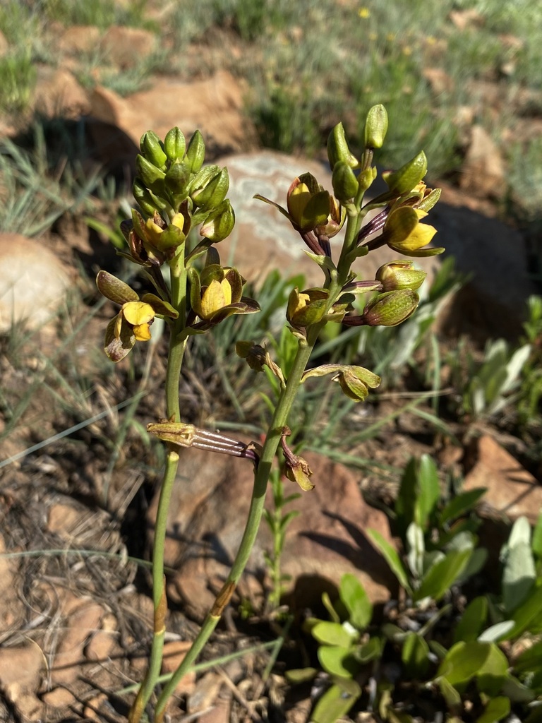 Mini Harlequin in October 2023 by Carel Fourie · iNaturalist