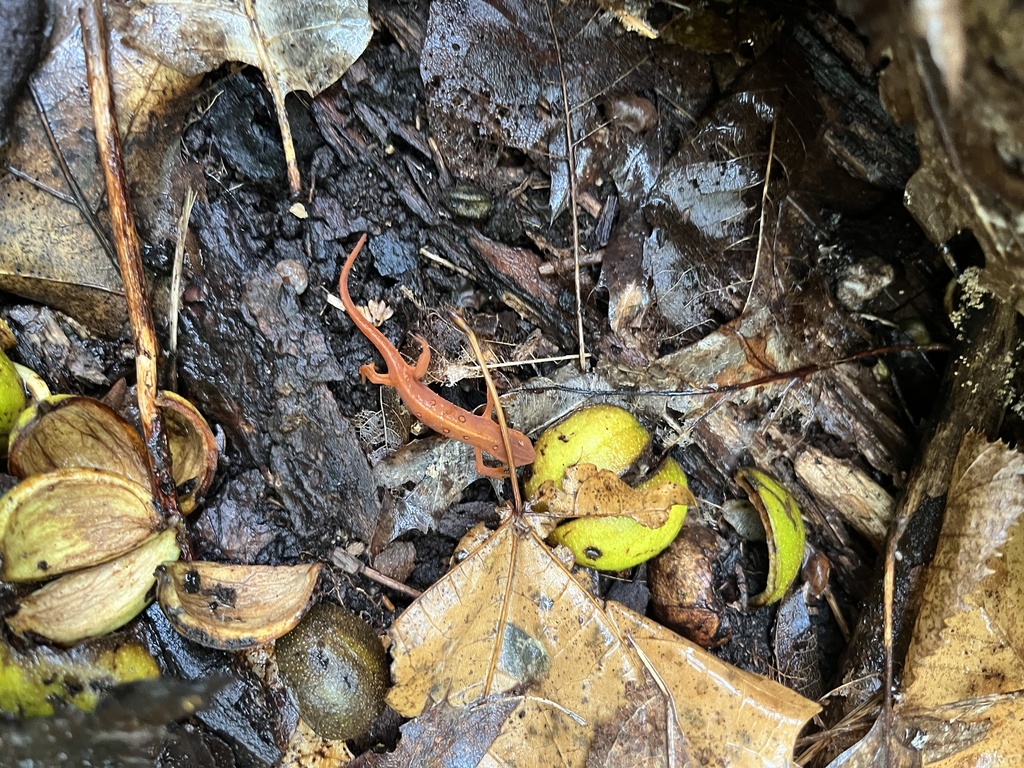Eastern Newt in October 2023 by Riley Stanton · iNaturalist