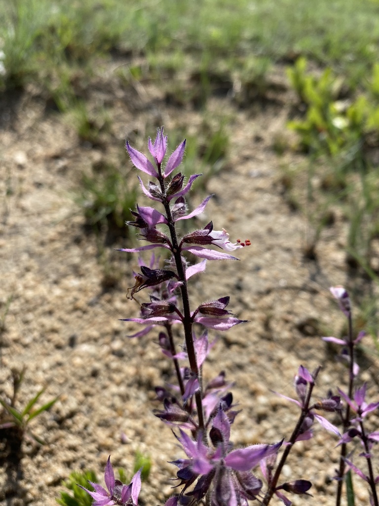 Syncolostemon foliosus in October 2023 by Carel Fourie · iNaturalist