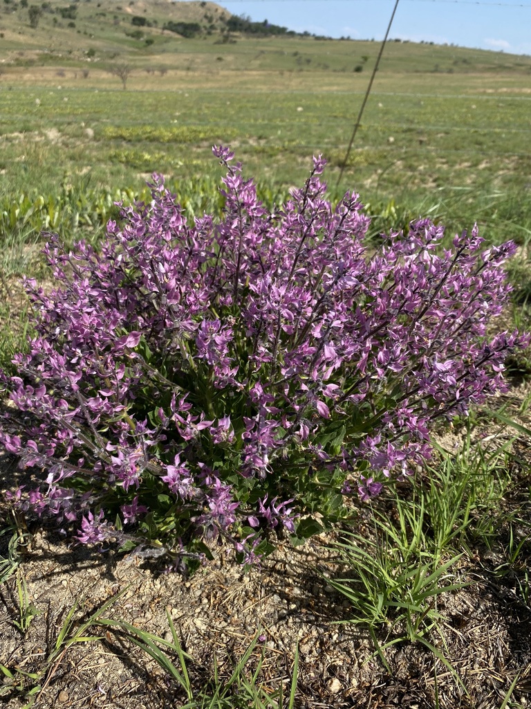 Syncolostemon foliosus in October 2023 by Carel Fourie · iNaturalist