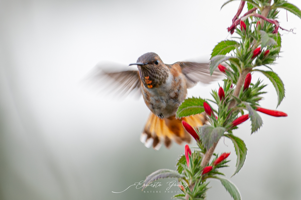 Allen's Hummingbird from Texcoco, Méx., México on October 11, 2023 at ...