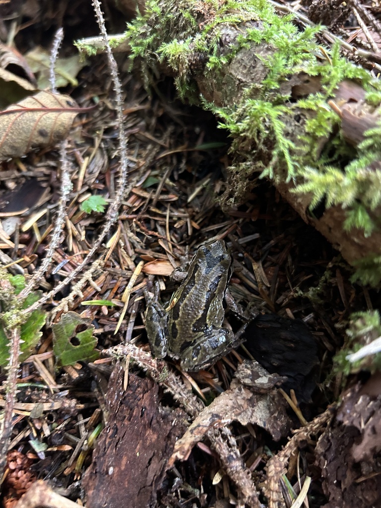 Pacific chorus frog from Haida Gwaii, Masset, BC, CA on October 14 ...