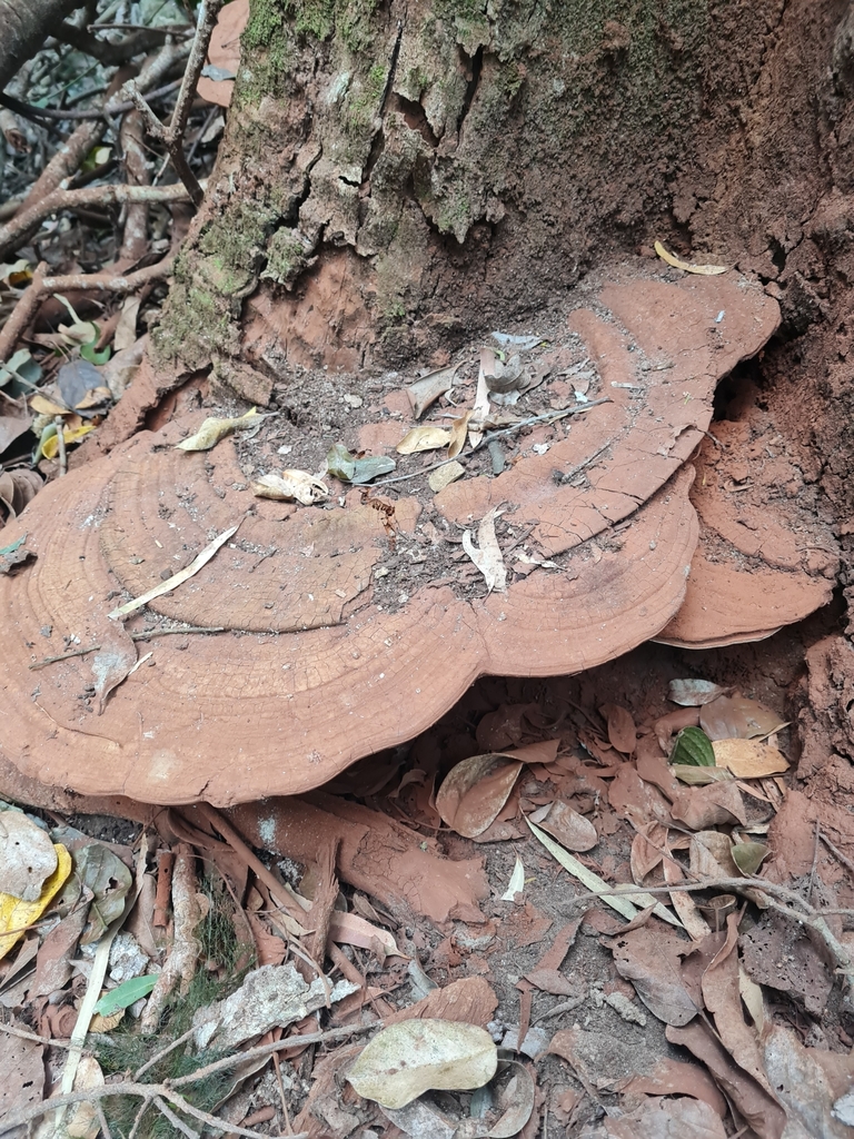 Artist's Brackets, Reishi, and Allies from Dundowran Beach QLD 4655 ...