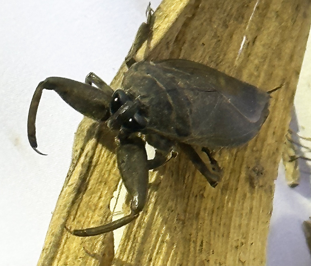 Uhler's Giant Water Bug from Montgomery Farm on October 13, 2023 at 09: ...