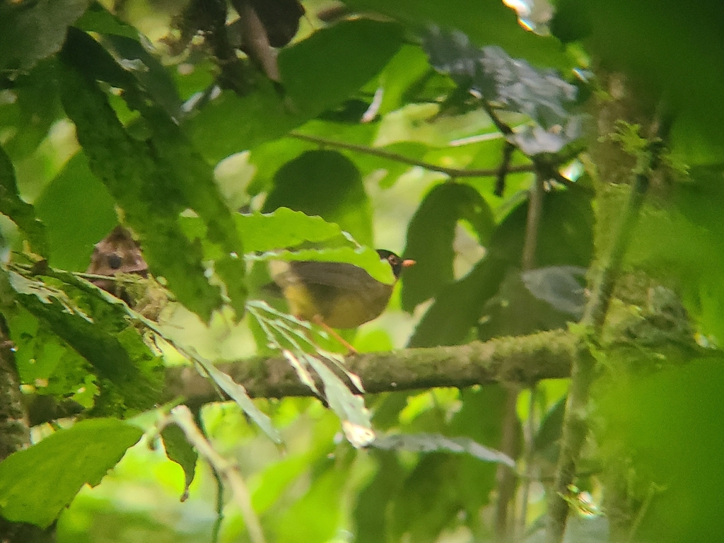 Yellow-throated Nightingale-Thrush from Las Sabanas, Nicaragua on ...