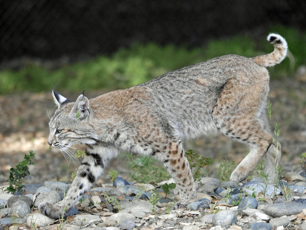 Bobcat from 7924 Caledonia Dr San Jose CA on May 2, 2016 at 05:03 PM by ...
