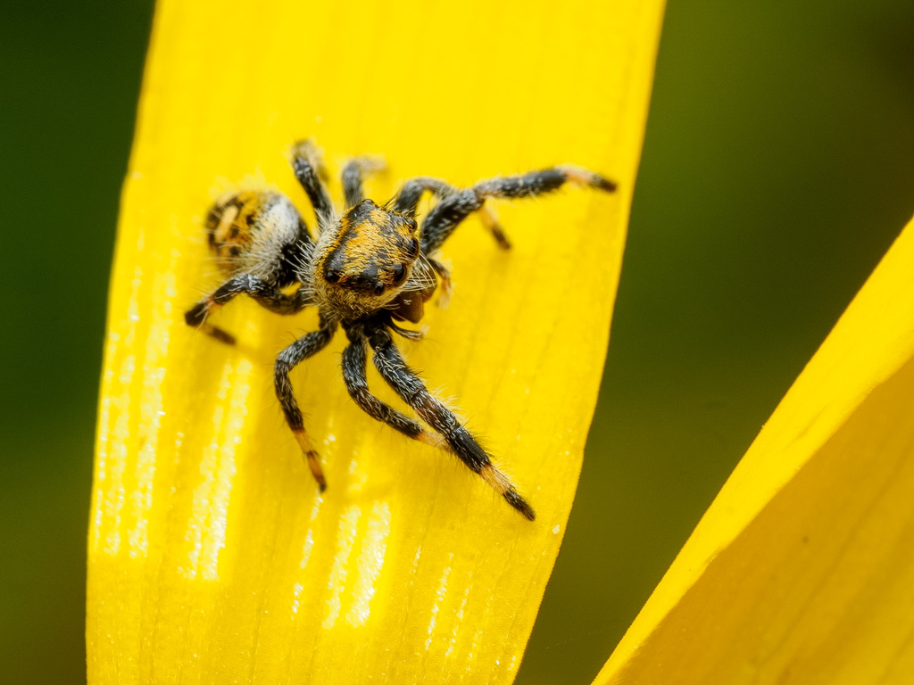 Regal Jumping Spider from Florida State Parks, Clermont, FL, US on ...