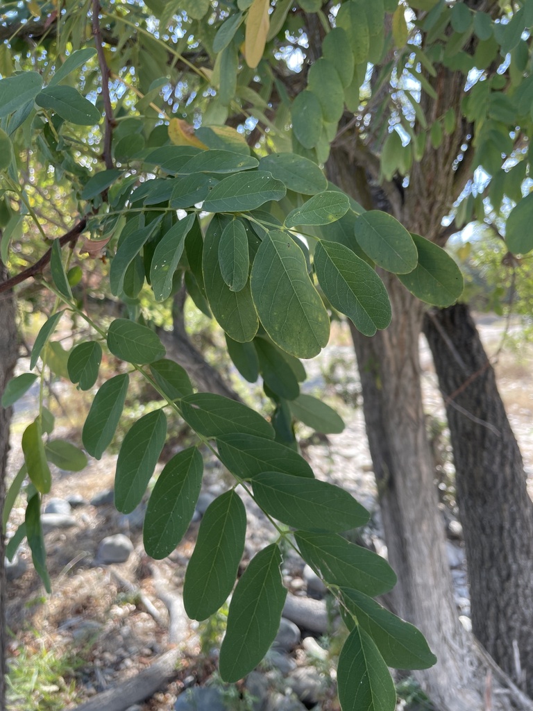black locust from American River, Rancho Cordova, CA, US on October 14 ...
