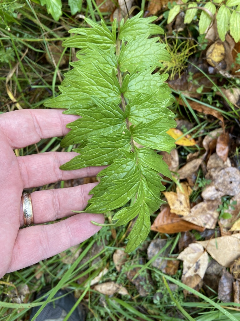 common valerian from Tri-County Corrider, Ashland, WI, US on October 14 ...