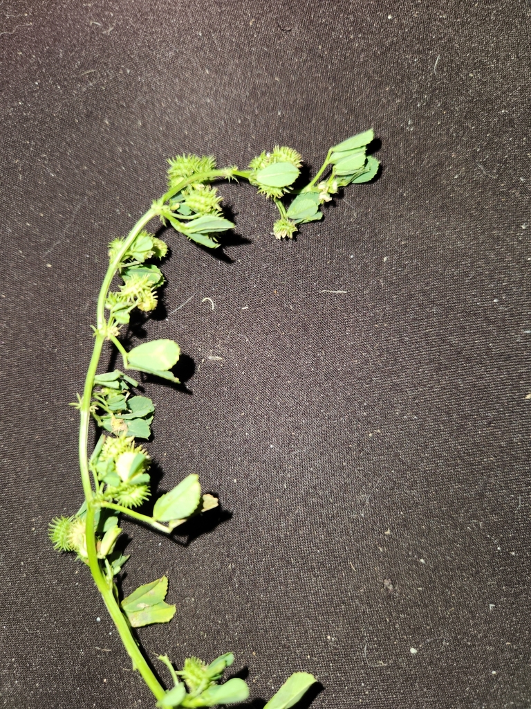 Something from Brisbane on October 13, 2023 at 10:12 PM by Trace ...