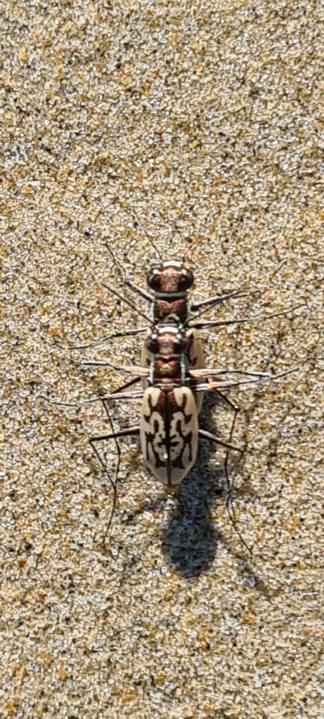 Hypaetha upsilon from Fraser Coast, QLD, Australia on October 15, 2023 ...