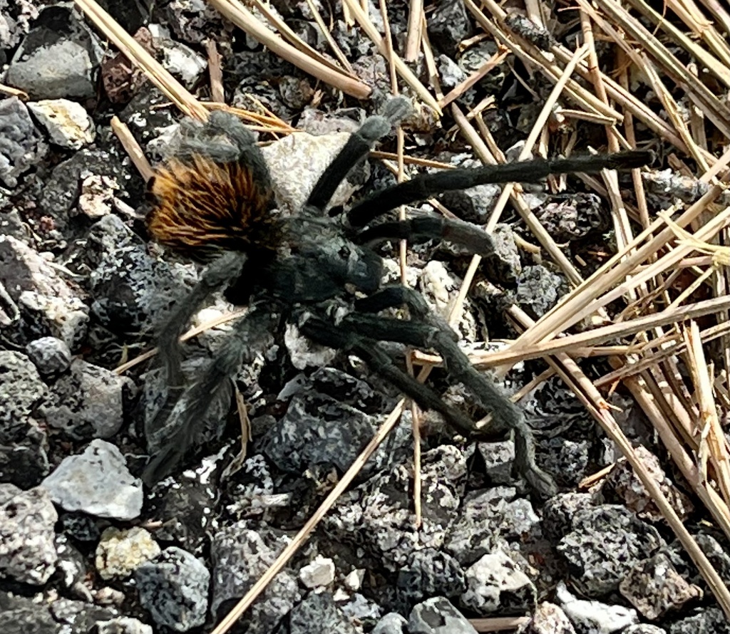 Grand Canyon Black Tarantula from Gila National Forest, Silver City, NM ...