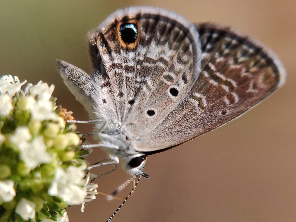 Ceraunus Blue from 83rd Ave N + 6th St N, St. Petersburg, FL 33702, USA ...