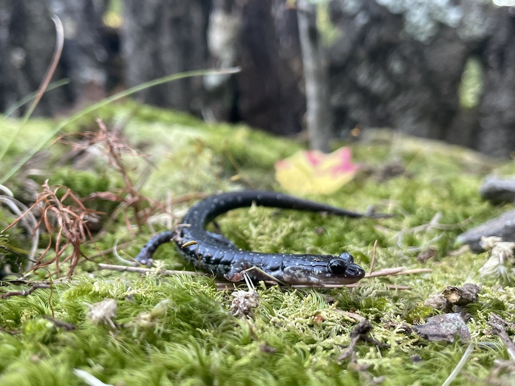 Western Slimy Salamander from Ouachita National Forest, Hodgen, OK, US ...